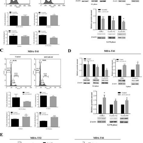 Modulation Of Hotair Expression In Ptc Cells Regulates Cell Cycle A