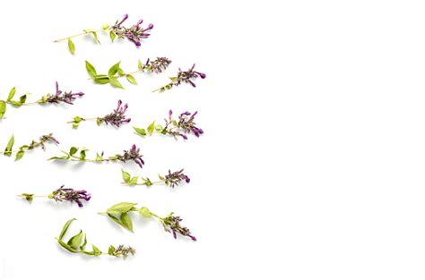 흰색 배경에 야생화와 국경 플랫 레이 상단 보기 복사 공간 0명에 대한 스톡 사진 및 기타 이미지 0명 감상성 고풍스런 Istock