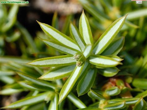 Juniperus Communis Picture 3 Of 14