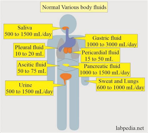 Fluid Analysis Normal Findings Of Various Body Fluids
