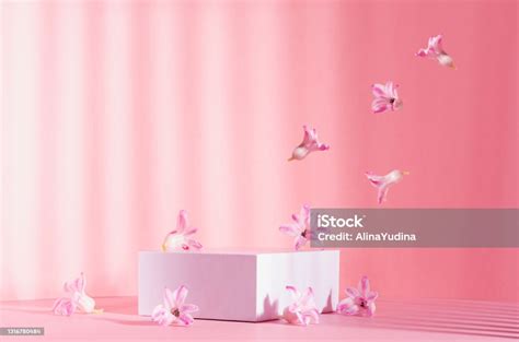 부드러운 밝은 파스텔 핑크 배경에 줄무늬 그림자와 햇빛에 레비 봄 꽃의 흐름과 로맨틱 한 우아함 세 흰색 광장 연단 패션 신선한 쇼케이스 봄에 대한 스톡 사진 및 기타