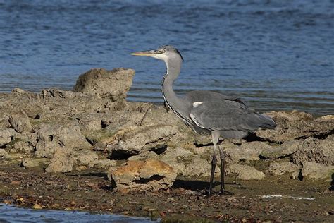 Héron cendré Ardea cinerea Héron cendré Grey h Louis