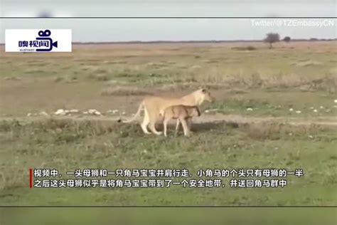 坦桑尼亚一头母狮疑似带领落单的角马宝宝回角马群 角马 宝宝
