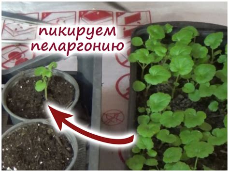 Как правильно пикировать рассаду герани