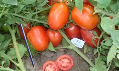 El Tomate Es Un Fruto O Una Fruta Supercampo