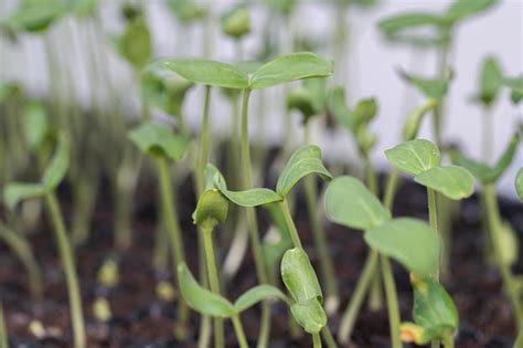 Premium Photo Cultivate Vegetables And Fruits In Planting Trays Growing