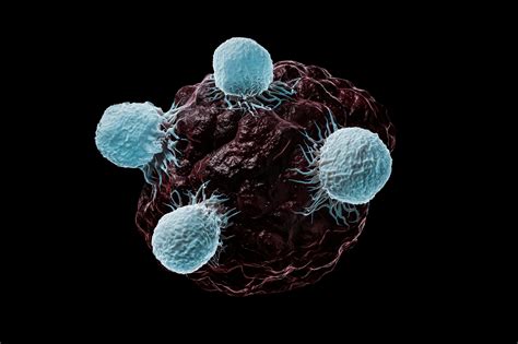 Killer T Cell