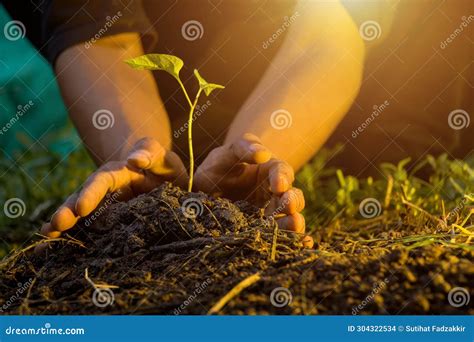 Male Hand Holding Tree Seedling Environmental Concept Earth Day In The Hands Stock Photo
