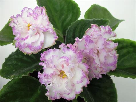 Одноклассники | African violets, Flowers, Saintpaulia