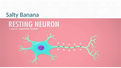 Nerve Conduction Physiology And Anatomy1 Ppt
