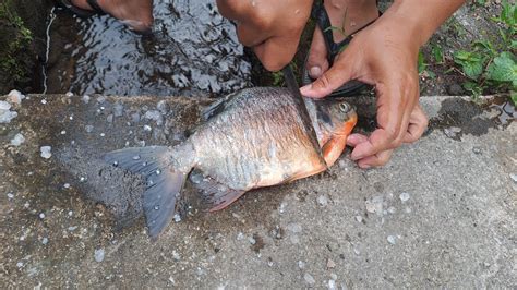 Cara Membersihkan Ikan Nila Dan Bawal Hasil Mancing Di Kolam Sendiri