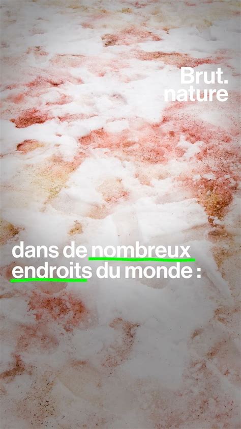 Ils Veulent Comprendre Ces Algues Rouges Qui Menacent Les Glaciers