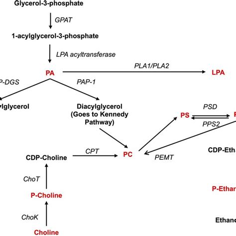 Synthesis Of Phospholipids Pro Inflammatory Lipids Are Marked In Red