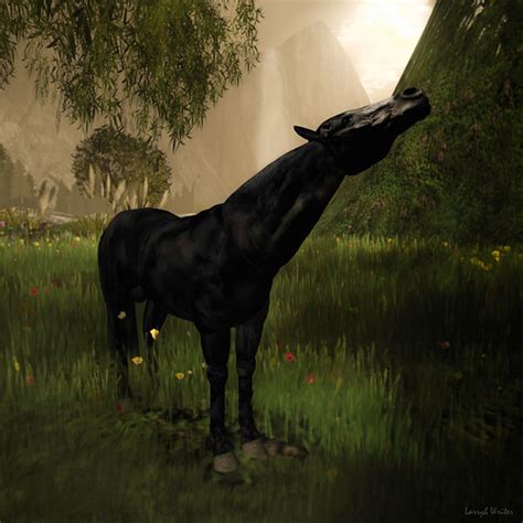 Lone Stallion Larryb Writer Zexposure Photography Flickr