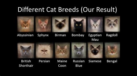 Cat Alignment Chart Tabby Base Colors