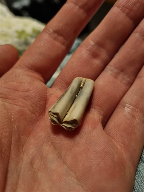 I Found This In The Ocean What Is It Rteeth