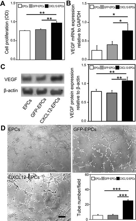 Cxcl12 Engineered Endothelial Progenitor Cells Enhance Neurogenesis And