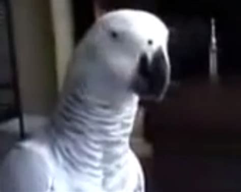 Sassy Parrot Owns Its Owner