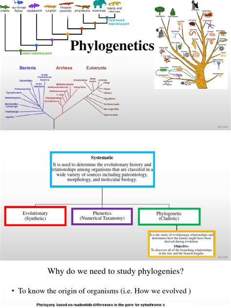 Phylogenetics Pdf
