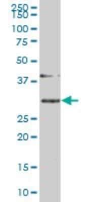 SLBP Products Bio Techne