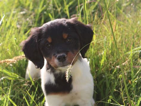 Chiots Épagneul Breton LOF à vendre Petite Annonce chien