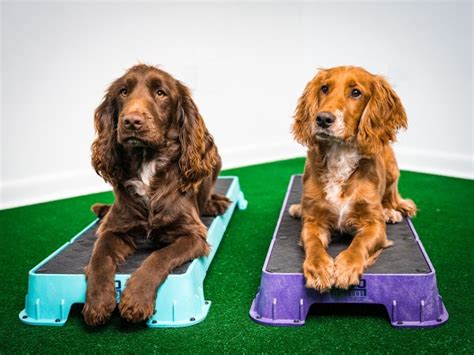 Dog Exercise Equipment 4 Pieces Of Gear You Need For Your Dog Gym