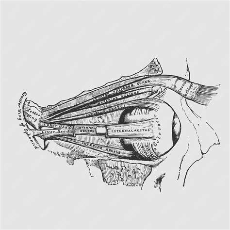Premium Vector Human Anatomy