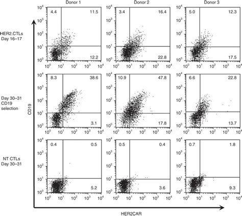 Human Epidermal Growth Factor Receptor 2 Chimeric Antigen Receptor