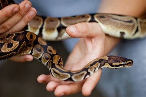 Definitive Guide To Ball Python Facts Habitat Conservation Status