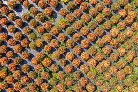 Premium Photo Flowers Production And Cultivation