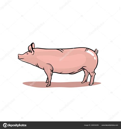 Dessin De Cochon Réaliste