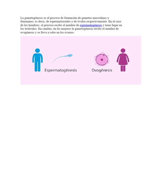 La Gametogénesis Es El Proceso De Formación De Gametos Masculinos Y