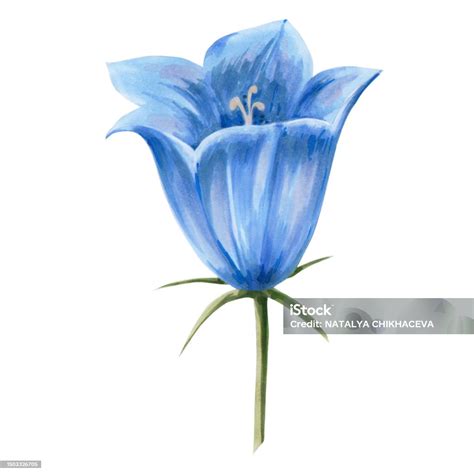 Ilustrasi Cat Air Bunga Yang Digambar Tangan Kuncup Lonceng Biru