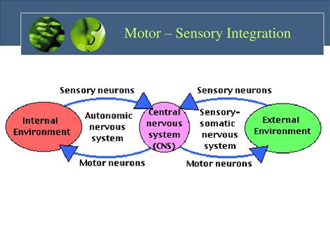 Ppt Motor Areas Pyramidal And Extrapyramidal System Powerpoint Presentation Id 9503567