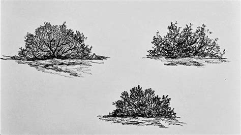 How To Draw Bushes With Pencil