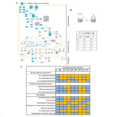 Boolean Modeling Of The Nfκb Pathway Driving Macrophage Activation In Download Scientific