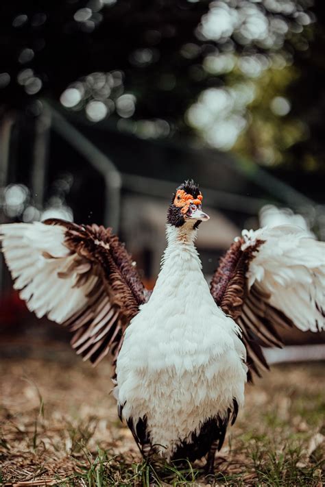 My Duck Likes To Pose R Duck