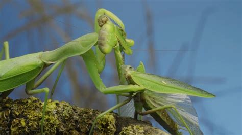 10 Insects With Seriously Weird Sex Lives Top10HQ