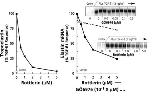 Effect Of The Pkc Inhibitor Rottlerin And GÖ 6976 An Inhibitor Of
