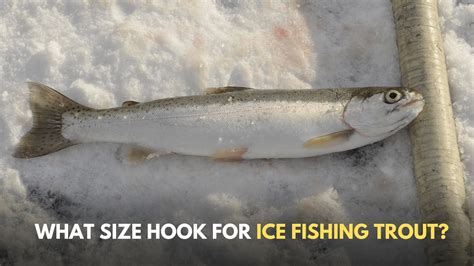 What Size Hook For Ice Fishing Trout Hook Size Chart Fish Chart