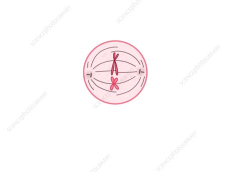 Metaphase Illustration Stock Image F043 0159 Science Photo Library