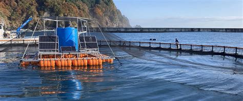 泉澤水産サクラマスギンザケ海面養殖asc認証取得