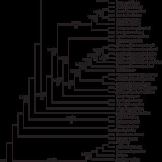 Bayesian Tree Obtained From The Partitioned Bayesian Analysis Values Download Scientific