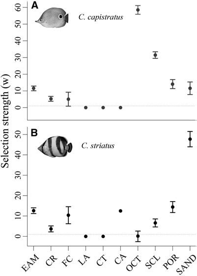 Strength Of The Selection Of Foraging Substrate By Chaetodon