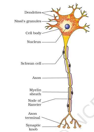 Cbse Class 10 Science Important Diagrams 2025 26