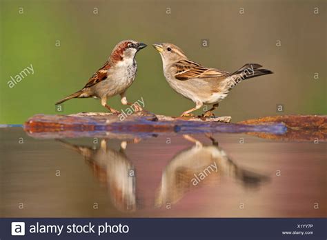 Male Female House Sparrows Passer Domesticus High Resolution Stock