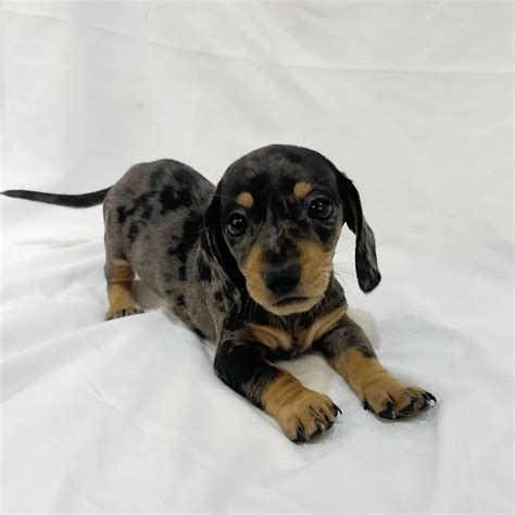 데플닥스훈트분양 닥스훈트분양 단모닥스훈트분양 치와와분양 인천강아지분양 시흥강아지분양 대구강아지분양 광주강아지분양 하남강아지분양 부천강아지분양 목동강아지분양