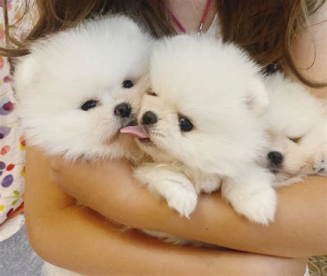 Щенки шпицы мимишки