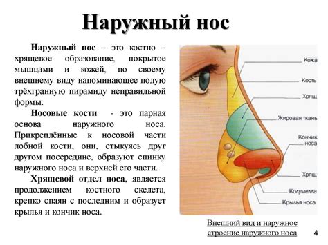 Функциональная анатомия полости носа Возрастные особенности