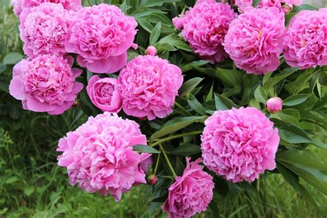 20 Types Of Pink Flowers To Add Beauty To Your Garden